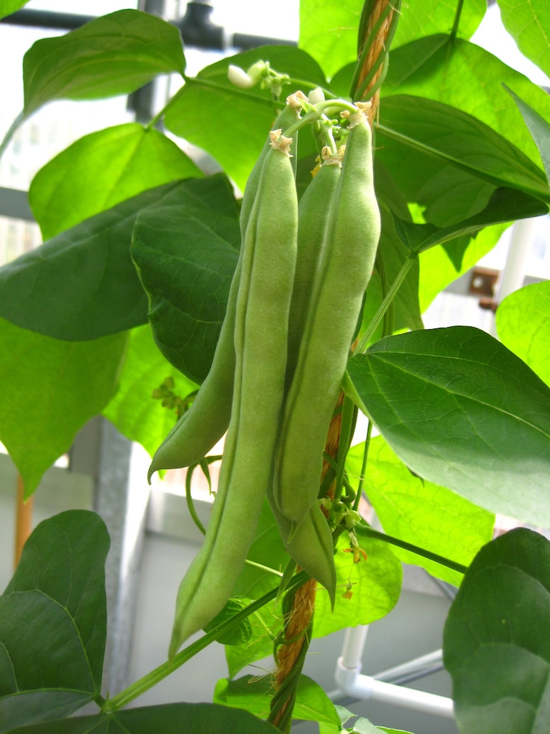 Mountaineer Half-runner Bean 30 Seeds - Etsy