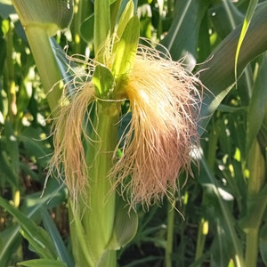 Glass Gem Open-pollinated Corn Seeds - Etsy