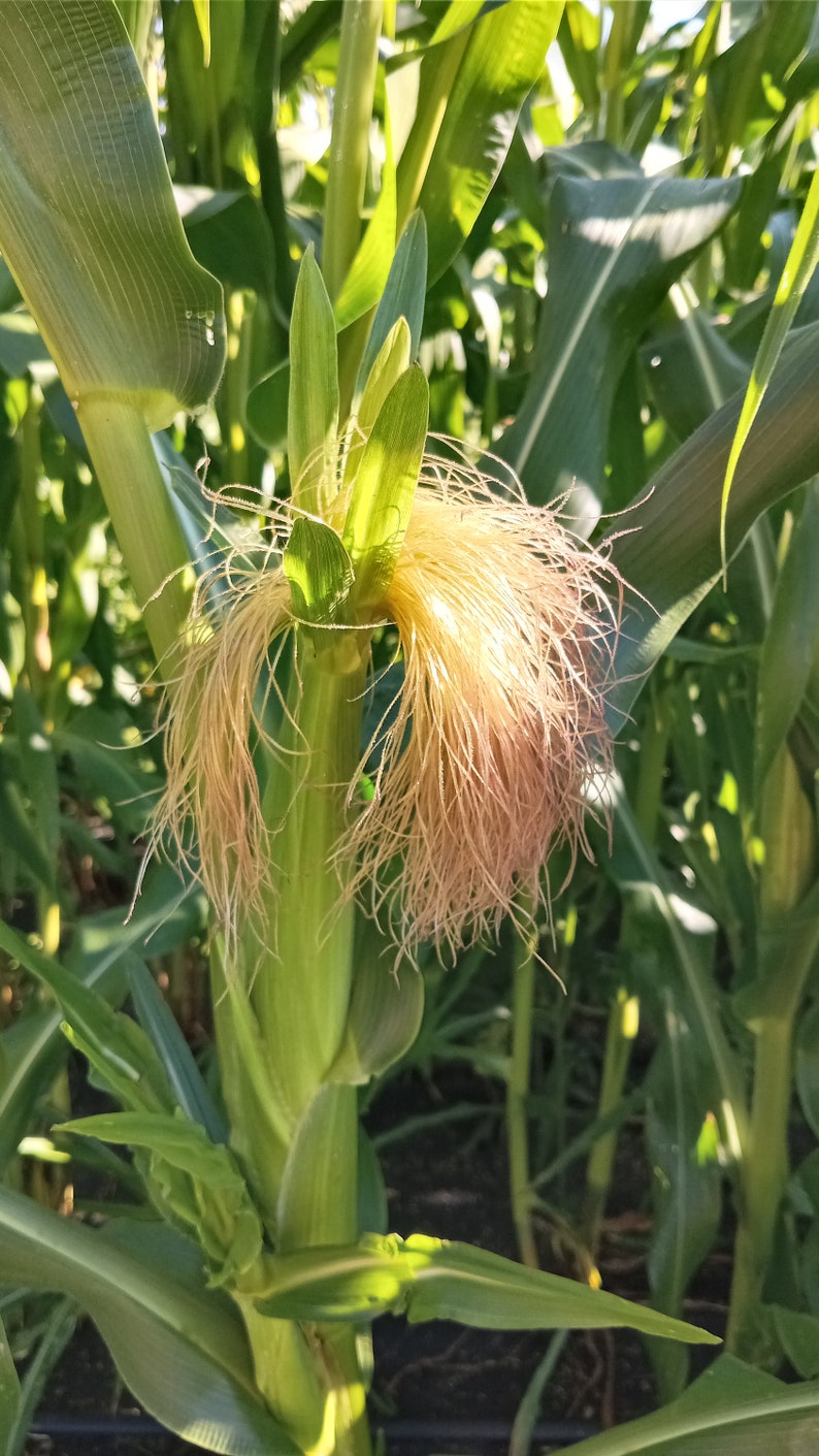 Glass Gem Open-pollinated Corn Seeds - Etsy