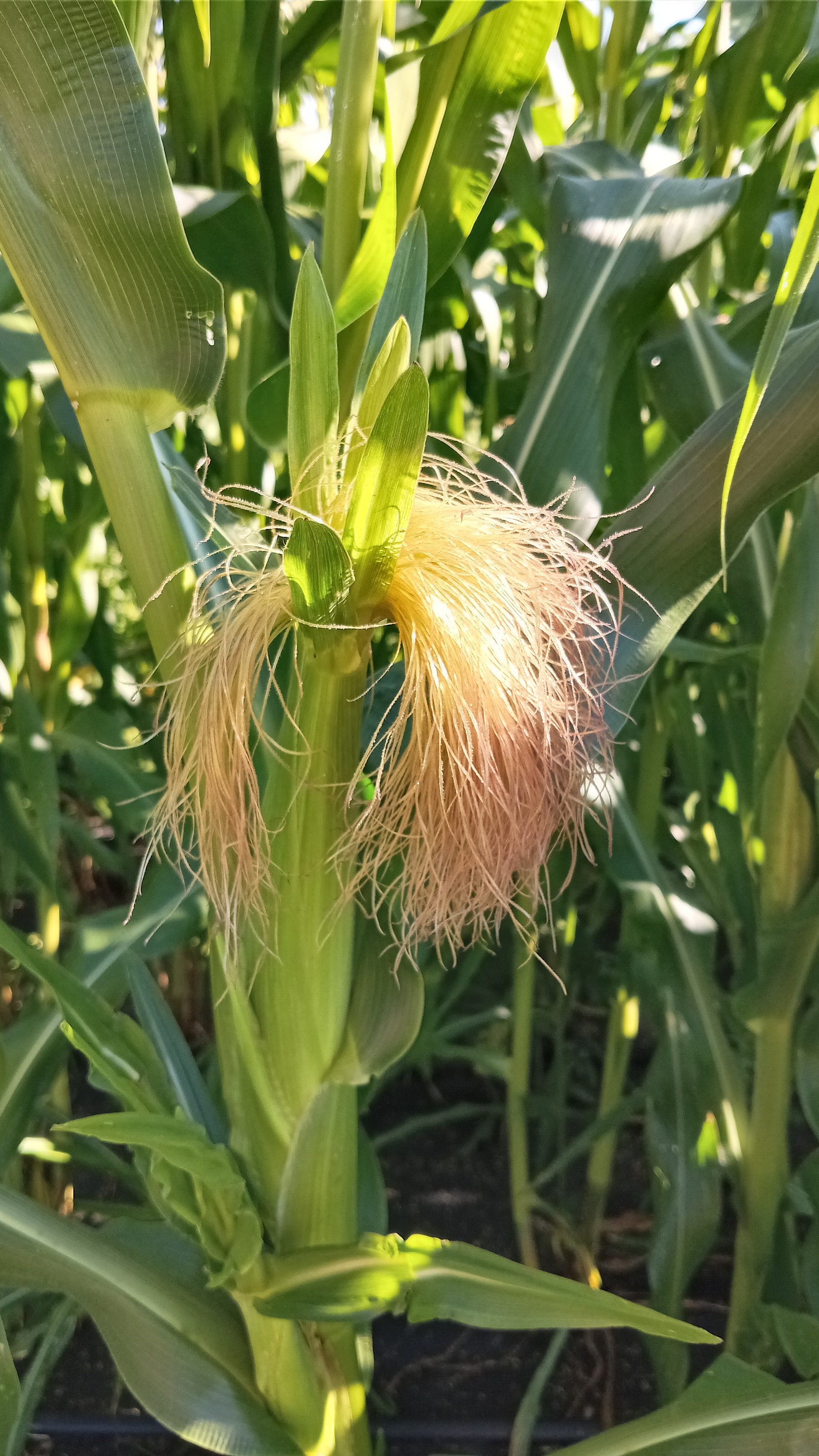 Glass Gem Open-pollinated Corn Seeds - Etsy