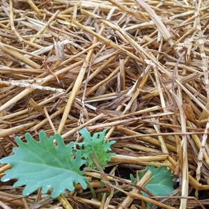 Hen Peck Heirloom Collards Seeds - Etsy