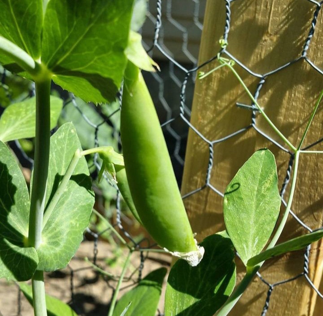 Sugar Ann Snap Pea (pisum Sativum) 1 Oz Seeds - Etsy