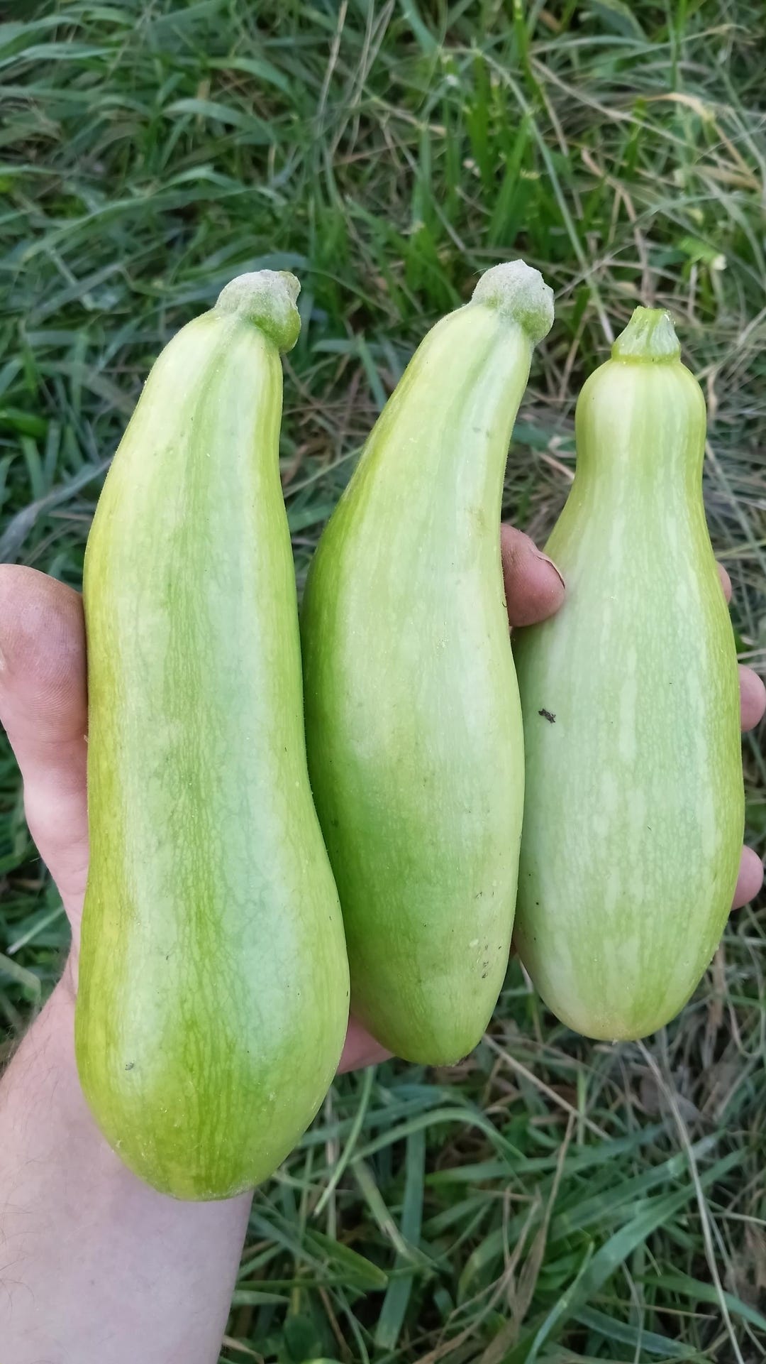 Heungbu Summer Squash Seeds (korean "aehobak" 애호박) C. Moschata Vine ...