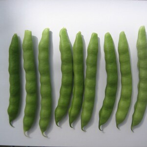 Turkey Craw Heirloom Bean - Etsy