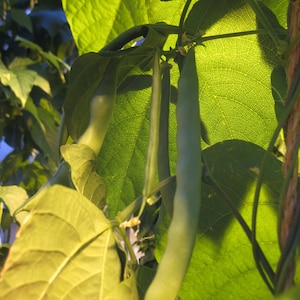 Logan Giant Pole Bean 30 Seeds - Etsy