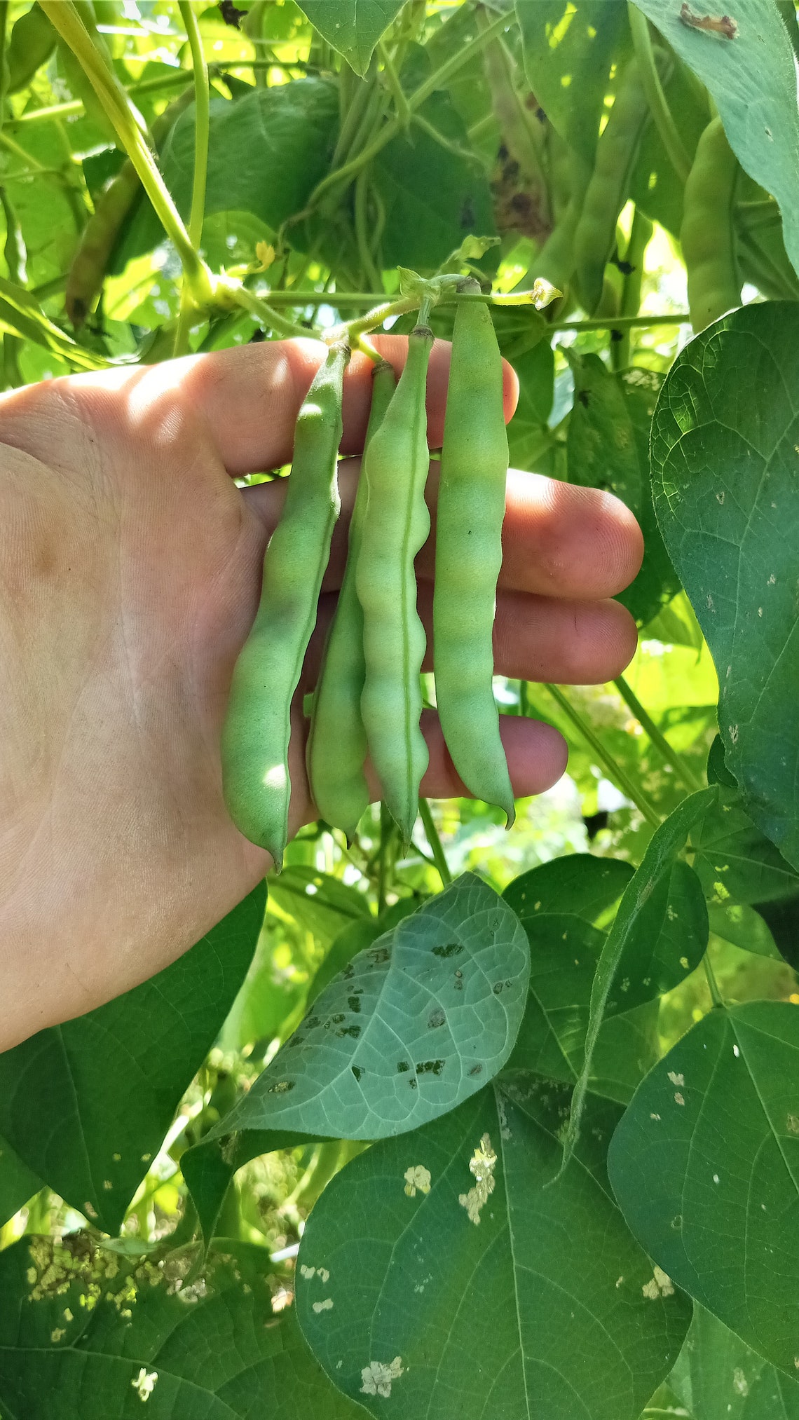 Frank Barnett Cut-short Heirloom Bean Seeds - Etsy
