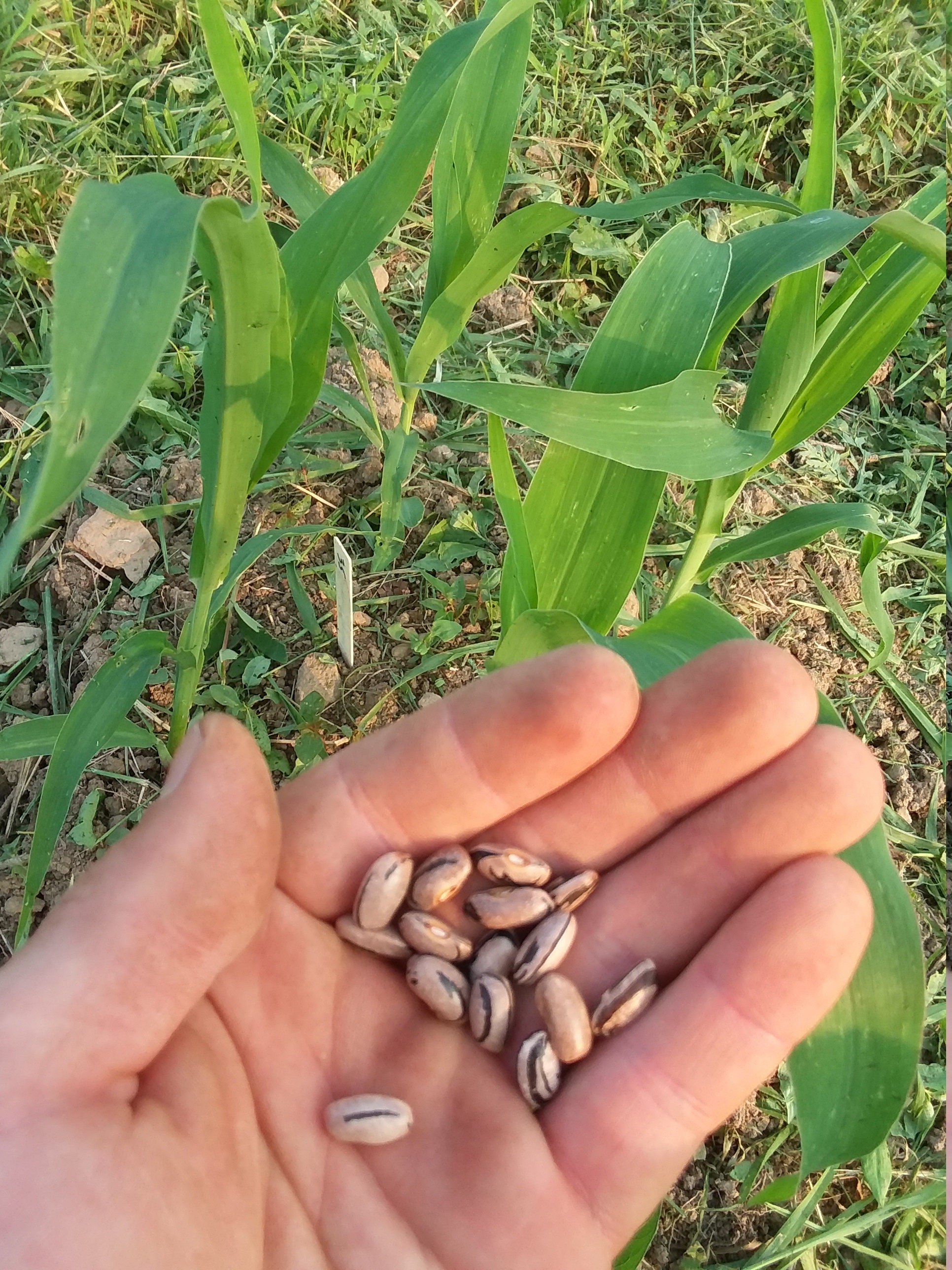 Ground Squirrel Heirloom Half-runner Bean (30 Seeds) - Etsy