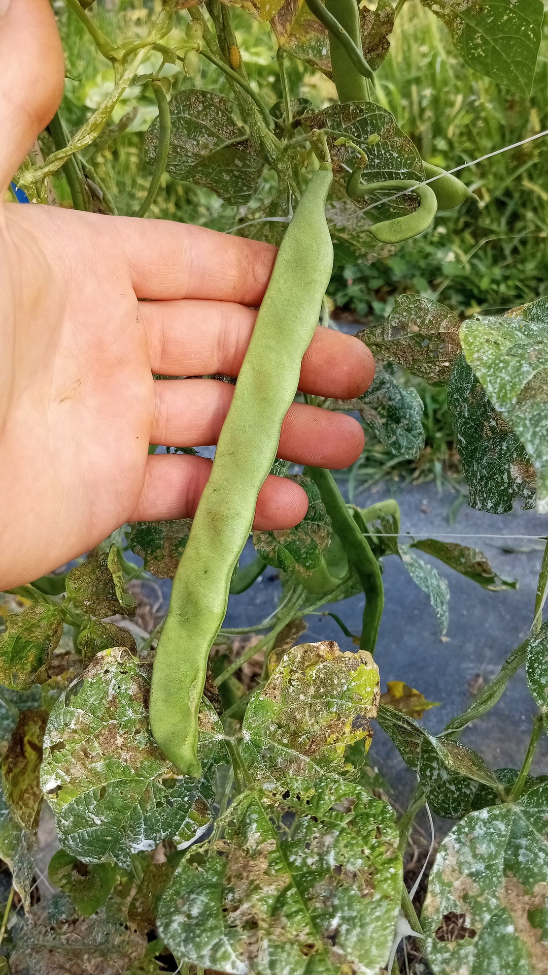 Helda Romano Flat Stringless Pole Bean (30 Seeds) - Etsy
