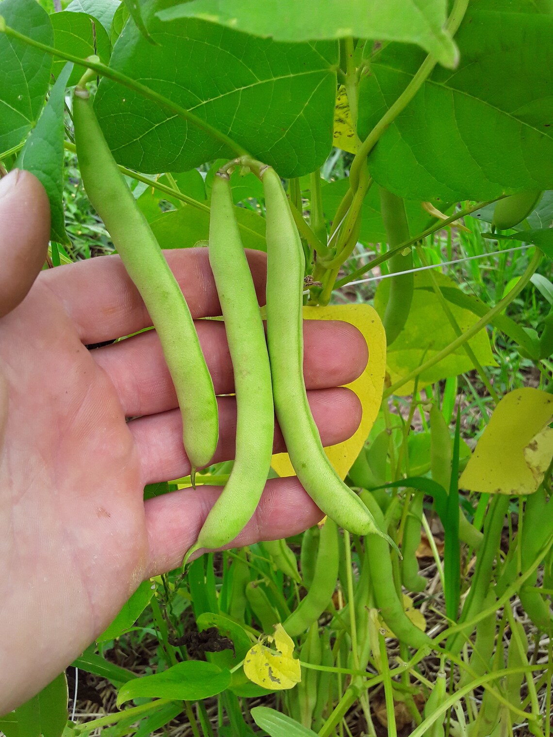Fat Man Pole Bean (30 Seeds) - Etsy