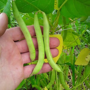 Fat Man Pole Bean (30 Seeds) - Etsy
