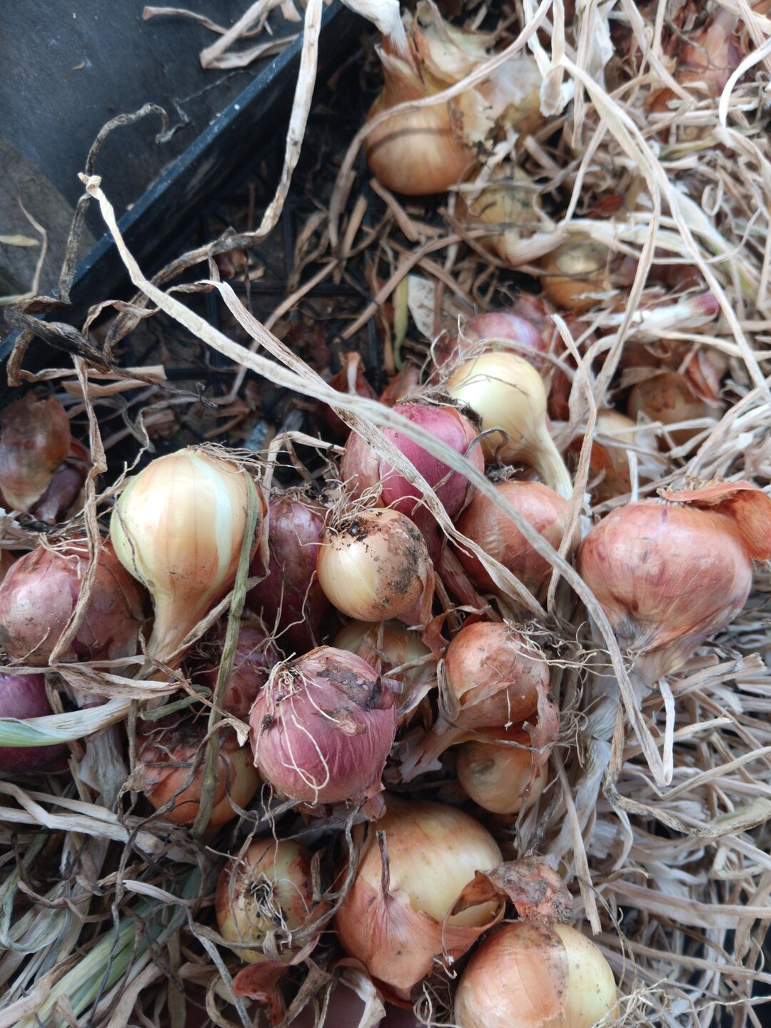 Potato Onion multiplier Onion Allium Cepa Var. Aggregatum True Seeds ...
