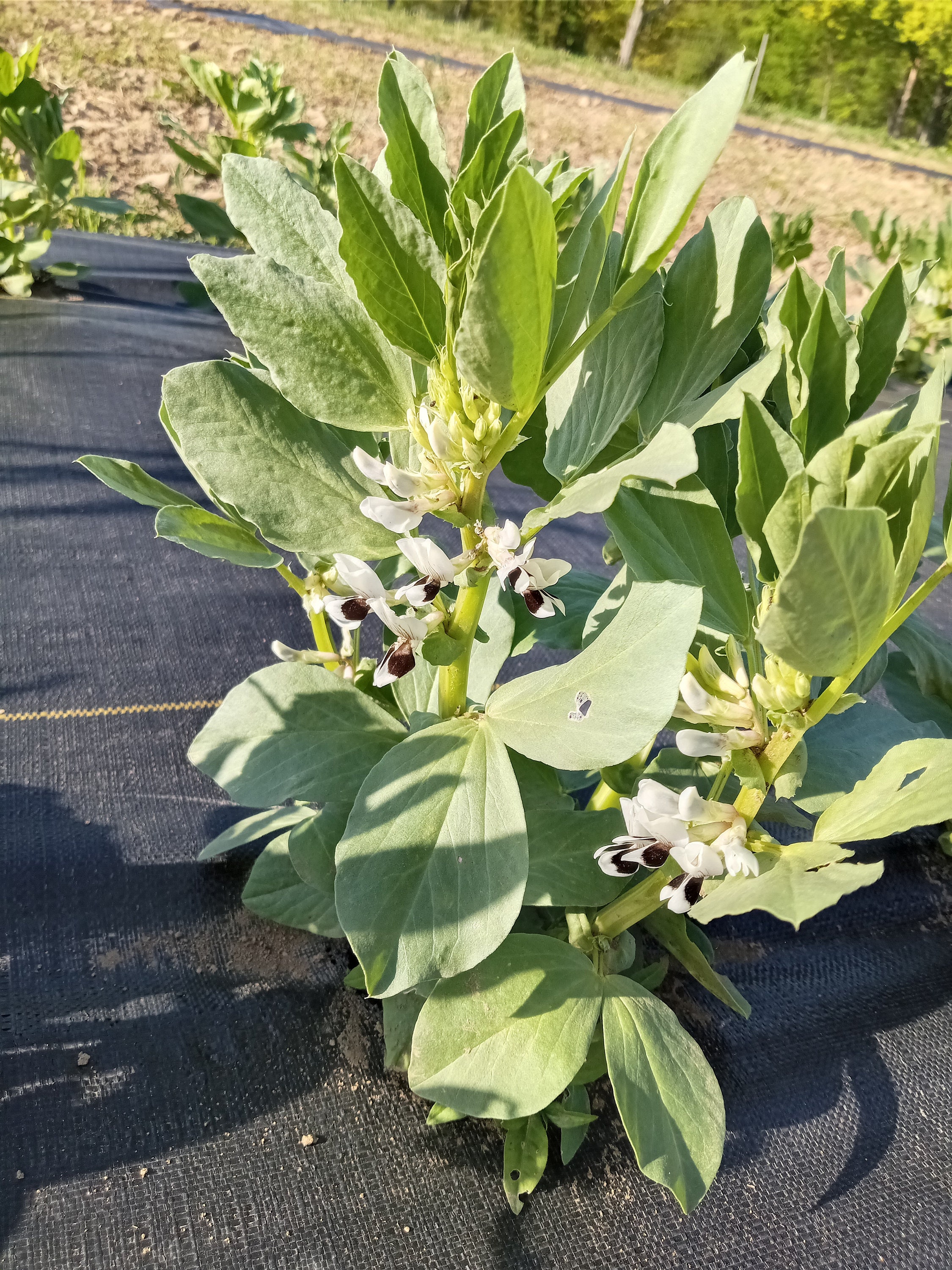 Vroma Fava Bean broad Bean Vicia Faba 30 Seeds - Etsy