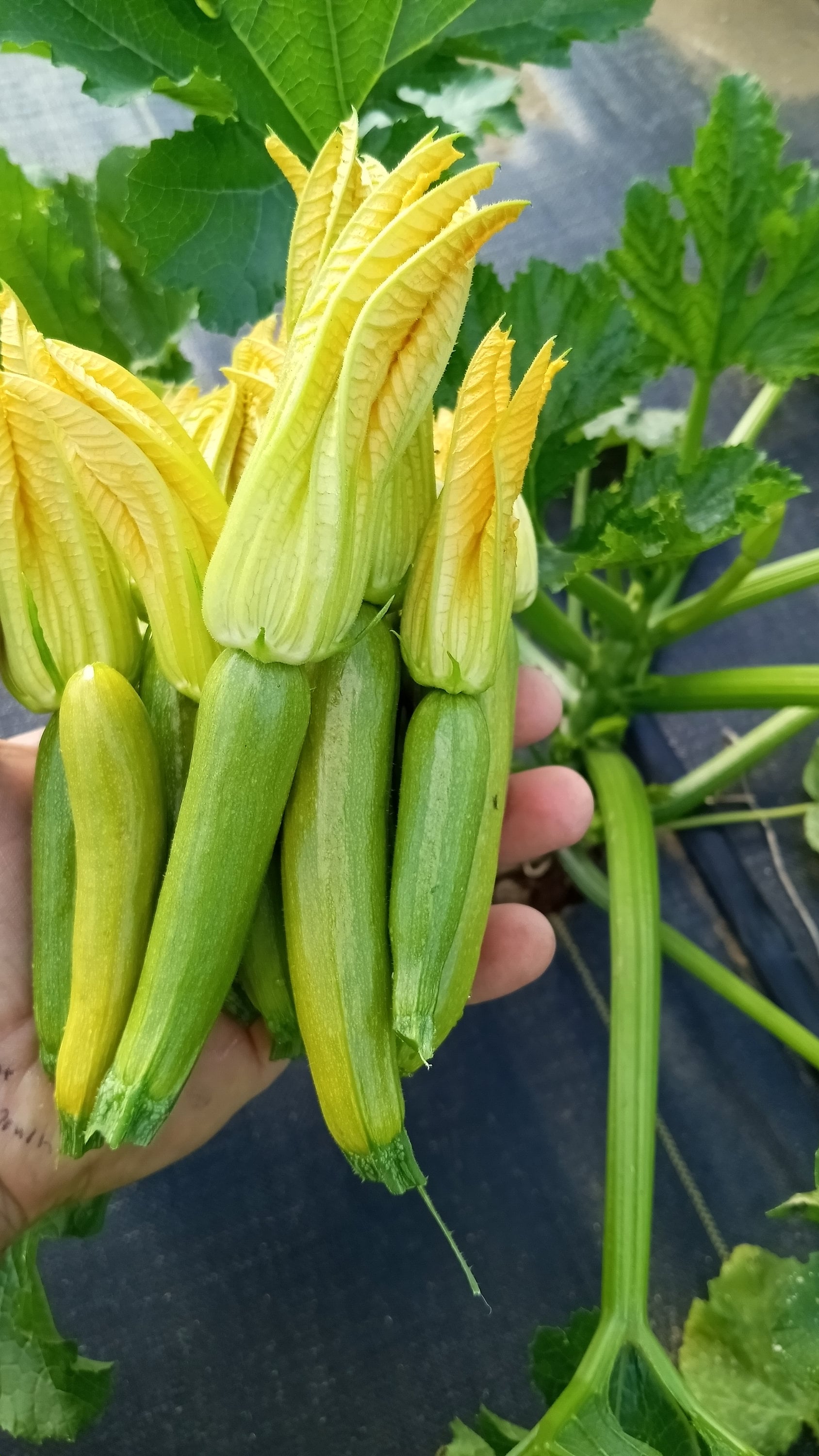 Glabrous Goodness Open-pollinated Zucchini Summer Squash Seeds - Etsy