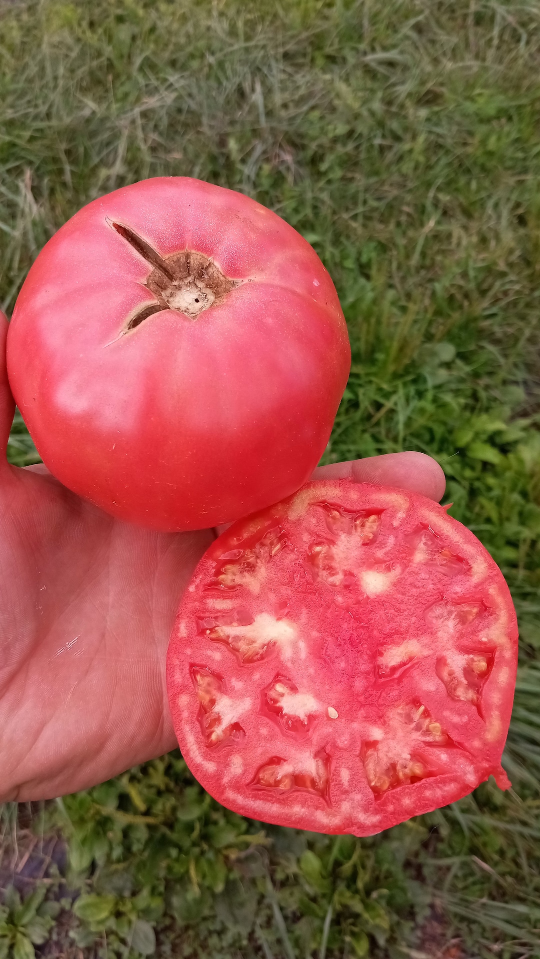 Vinson Watts Heirloom Tomato (30 Seeds) - Etsy