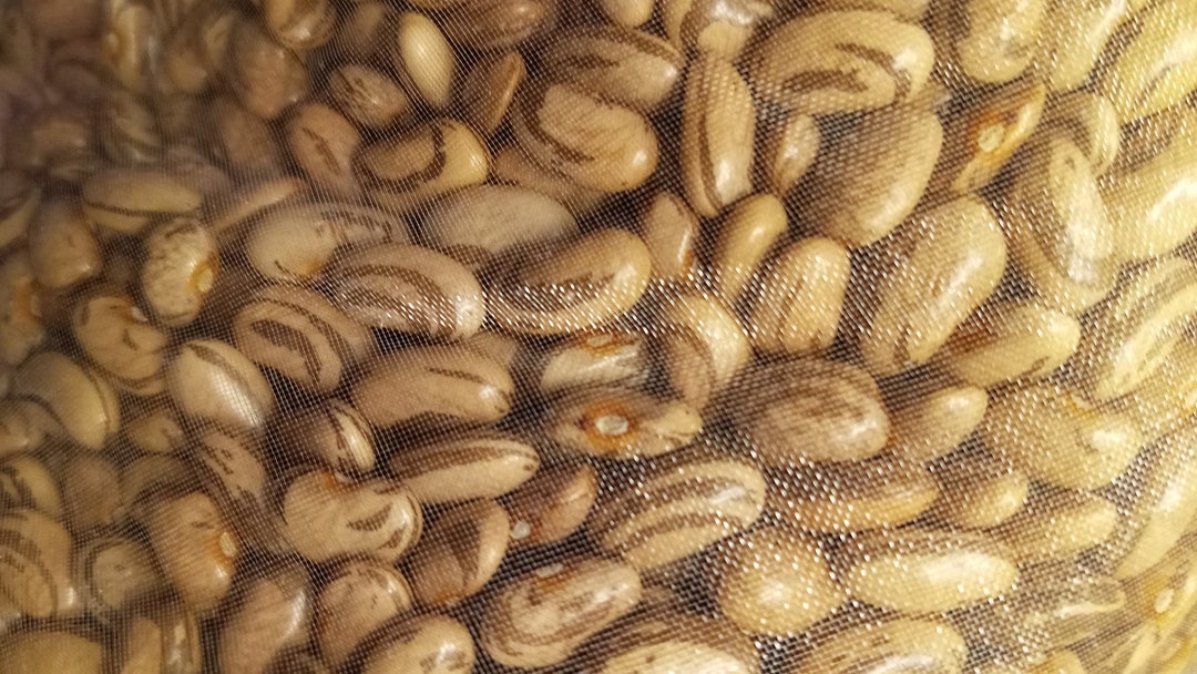 Genuine Cornfield Heirloom Pole Bean Seeds - Etsy