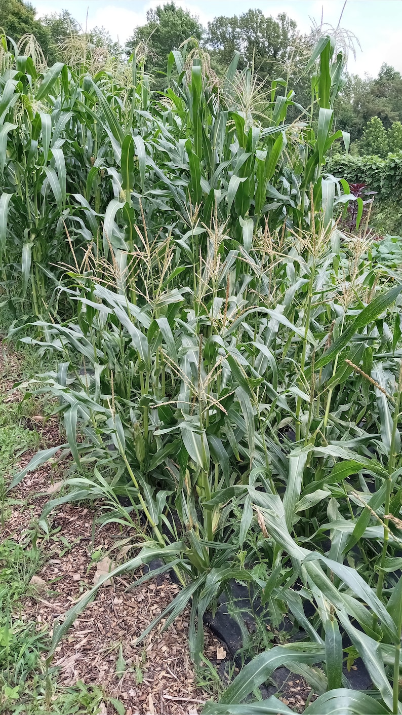 Blue Jade Dwarf Sweet Corn 75 Seeds - Etsy