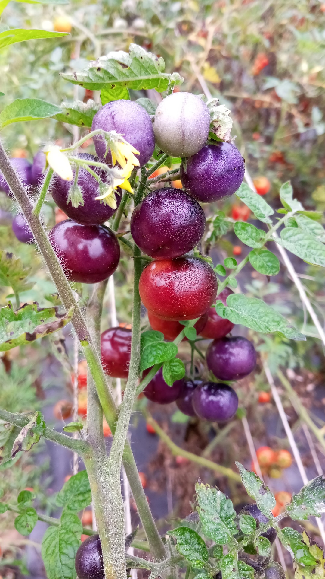 Perfection in Pink Cherry Tomato Seeds - Etsy