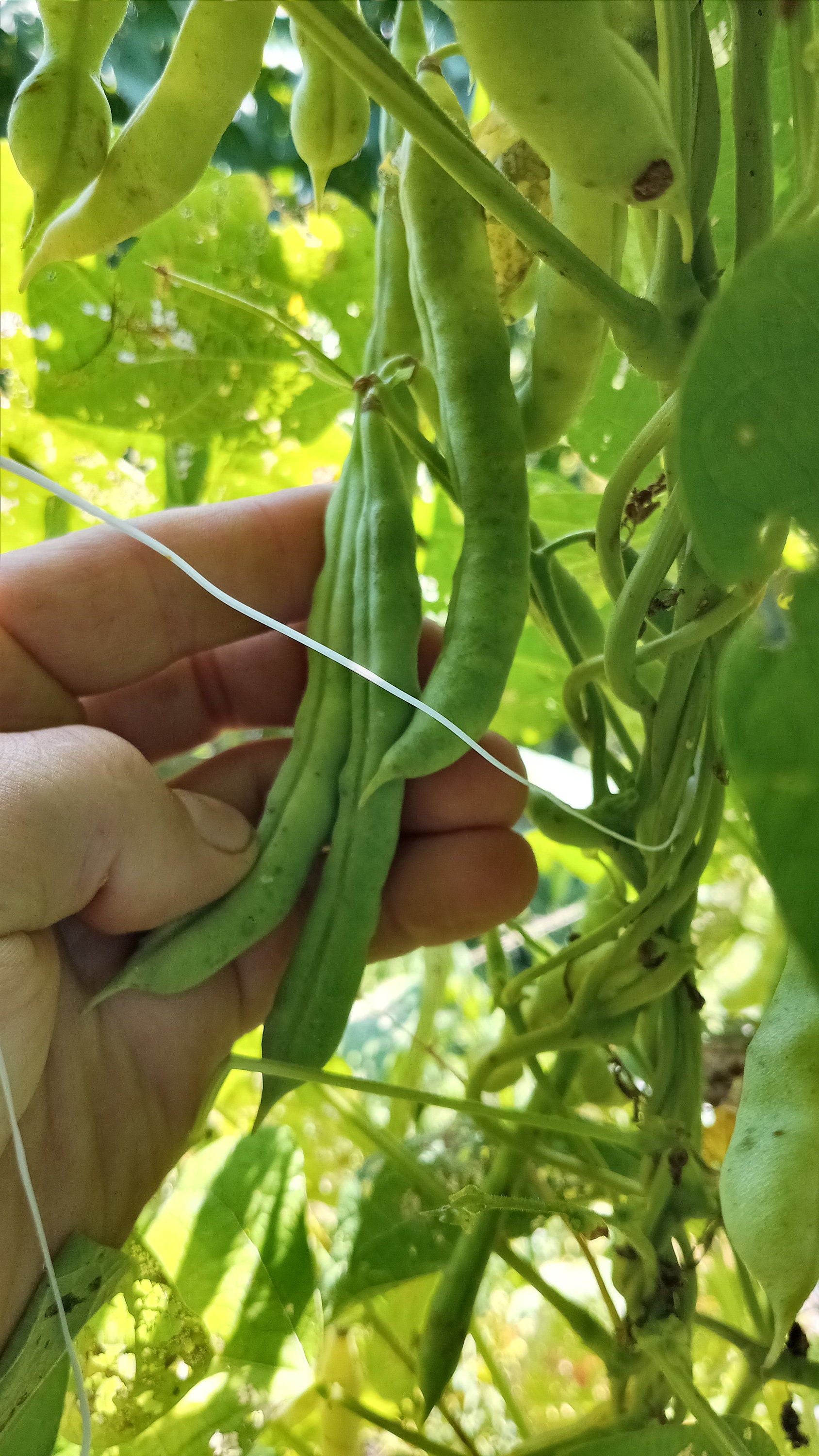 Josephine Jackson Half-runner Bean 30 Seeds - Etsy