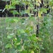 Non-tough Half-runner Bean (30 Seeds) - Etsy