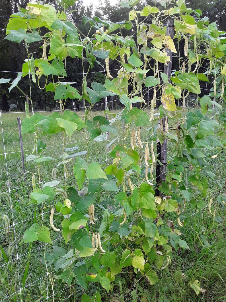 Non-tough Half-runner Bean (30 Seeds) - Etsy