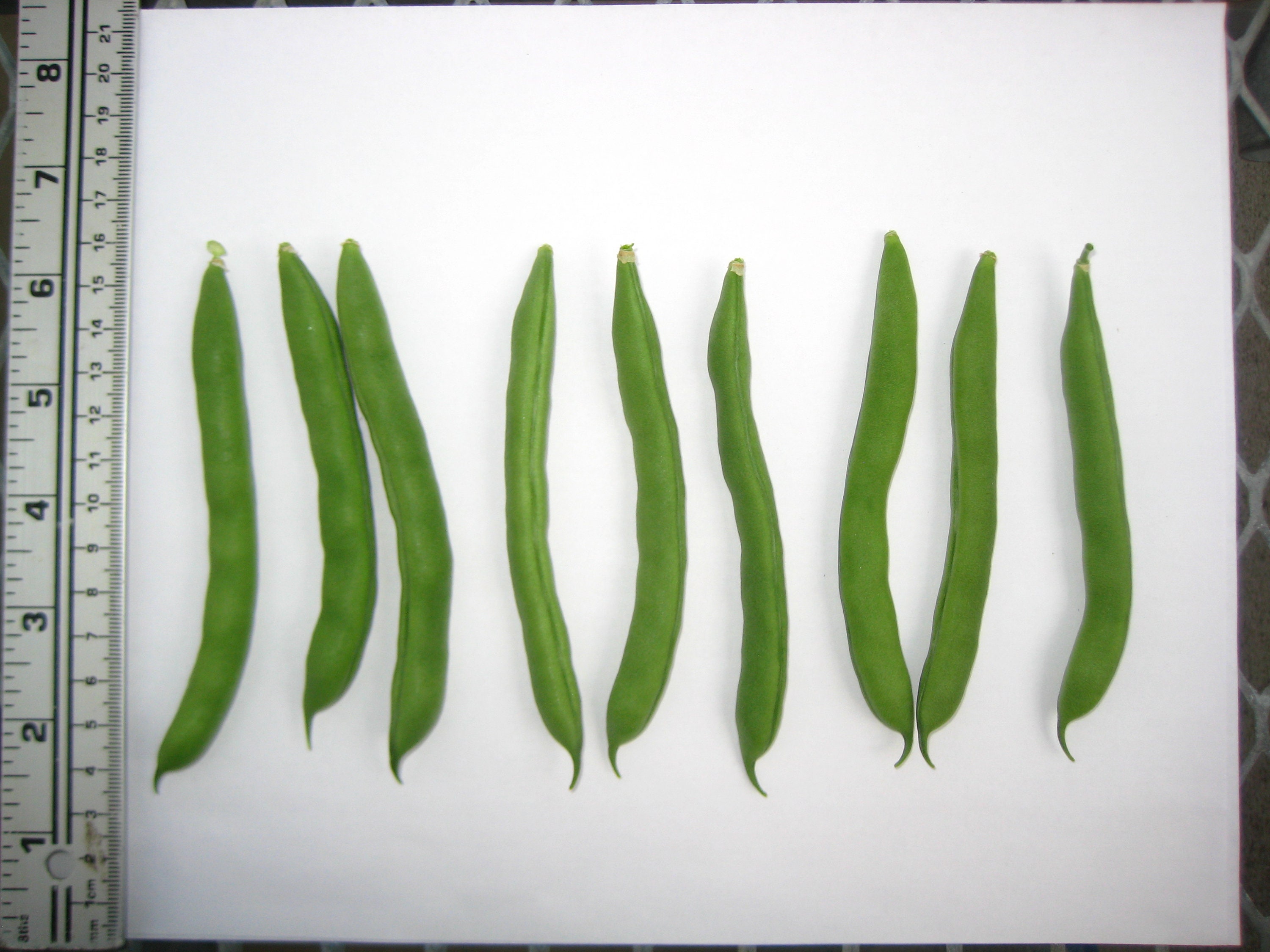 Mountaineer Half-runner Bean 30 Seeds - Etsy