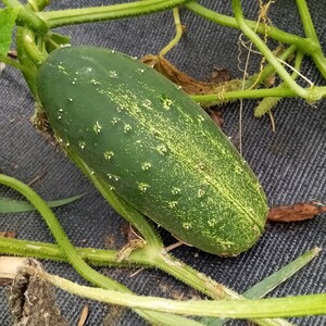 Sumter Pickling Cucumber Heirloom Seeds - Etsy