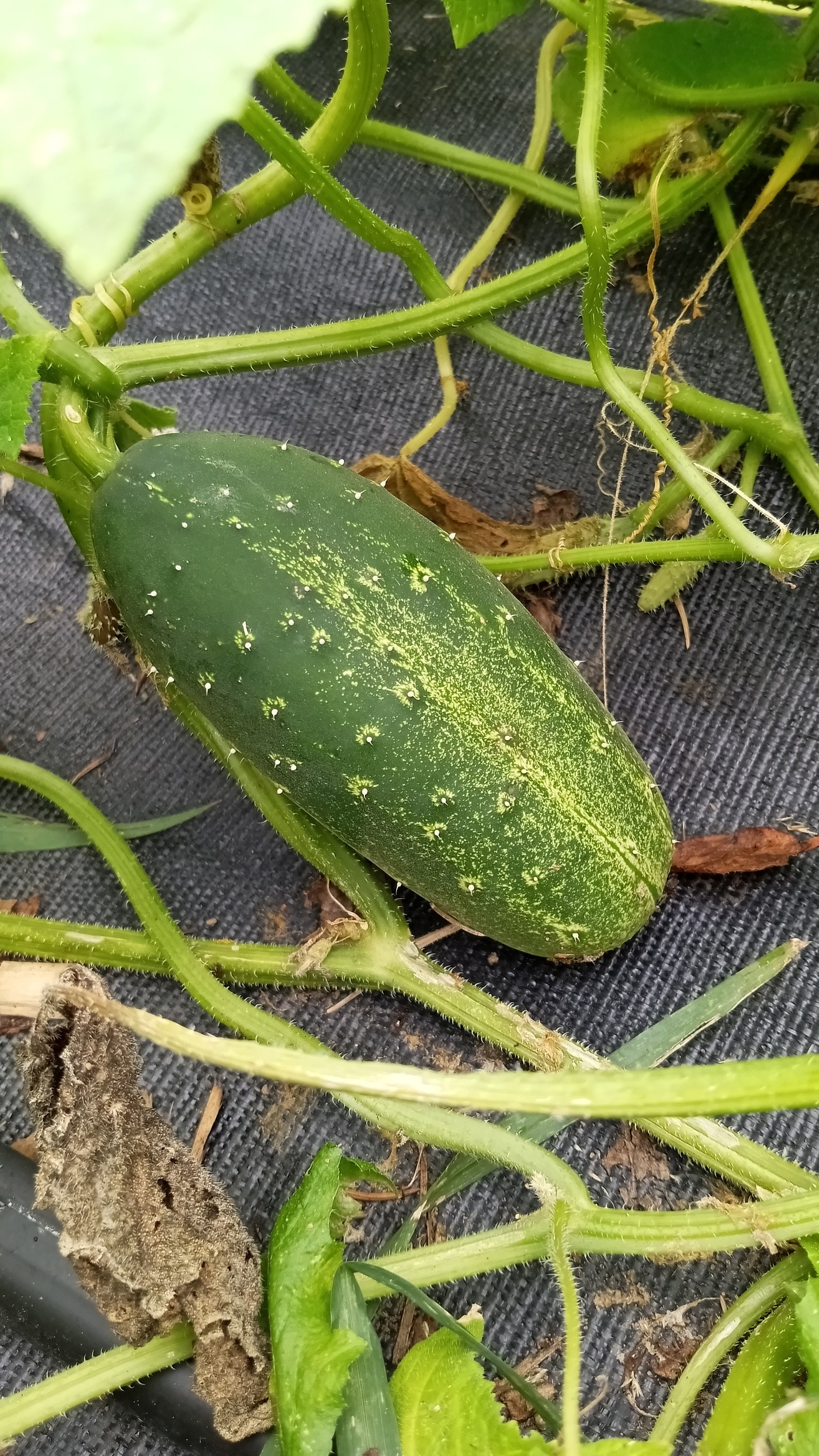 Sumter Pickling Cucumber Heirloom Seeds - Etsy