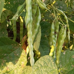 Pine Mountain Greasy Bean Heirloom Seeds - Etsy