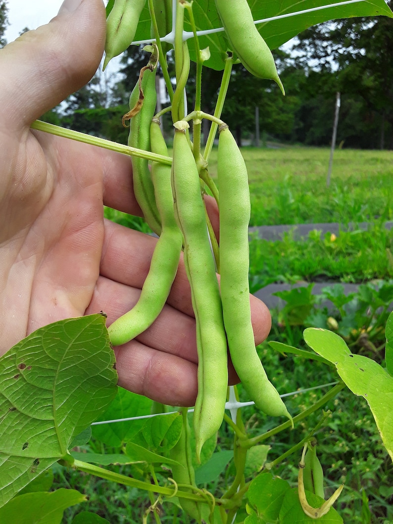 Mountaineer Half-runner Bean 30 Seeds - Etsy