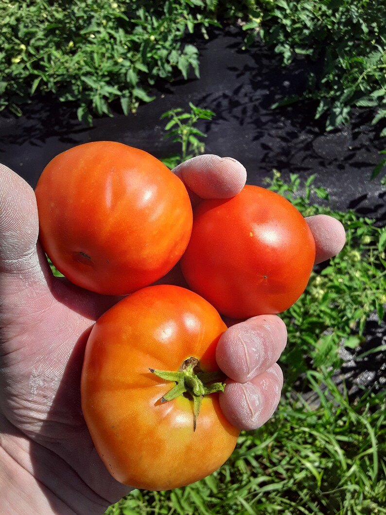 Mountain Princess Heirloom Tomato 30 Seeds - Etsy