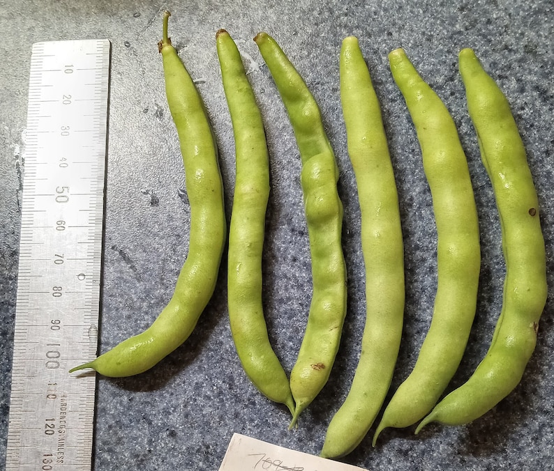 Brown Half-runner Heirloom Bean Seeds (30 Seeds) - Etsy