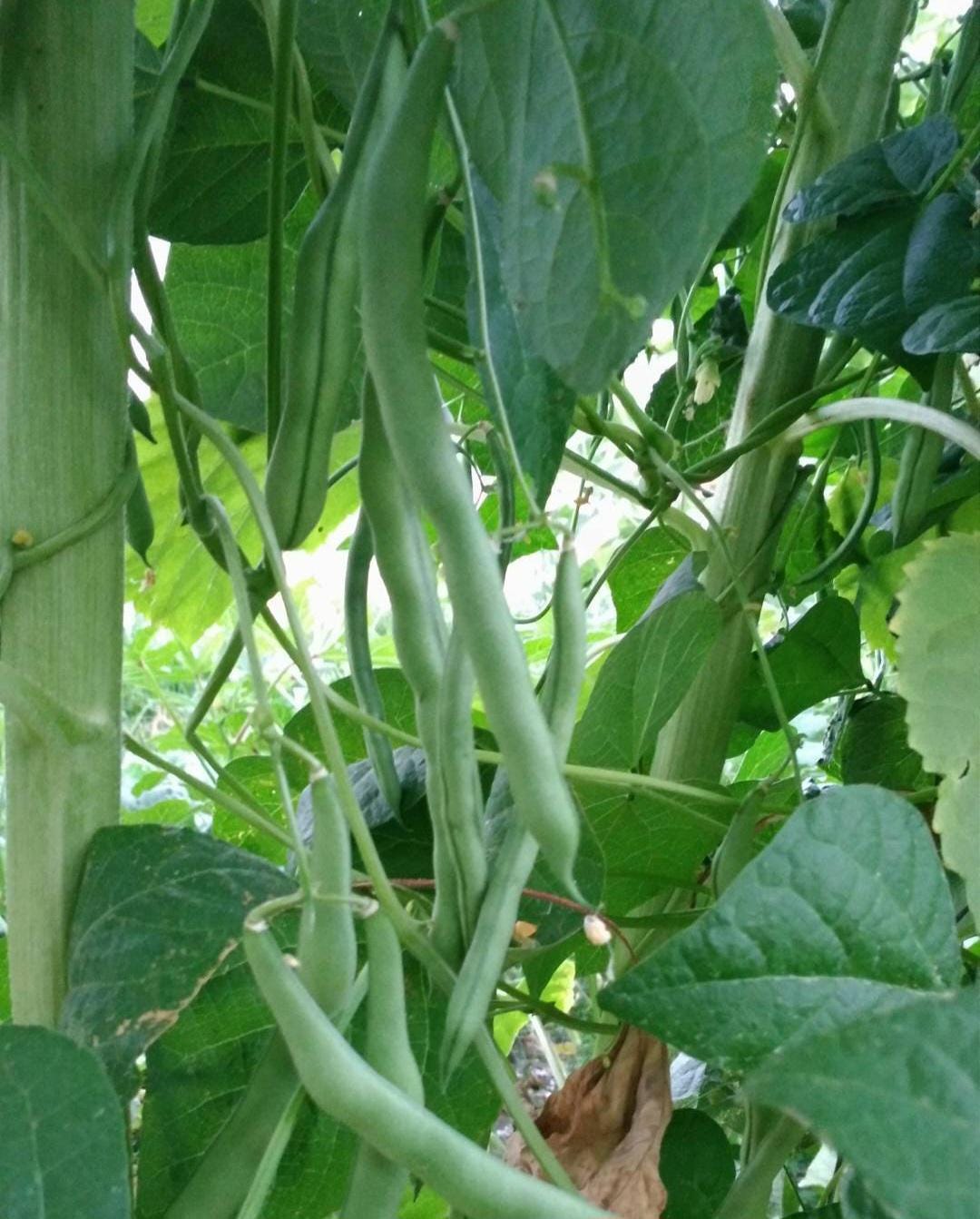Blue Lake Pole Bean (30 Seeds) - Etsy