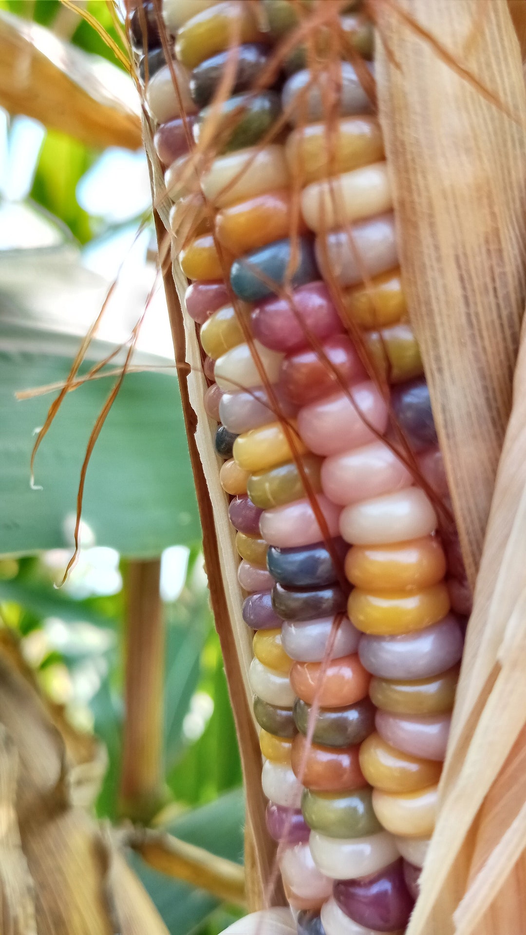 Glass Gem Open-pollinated Corn Seeds - Etsy