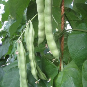 Turkey Craw Heirloom Bean - Etsy