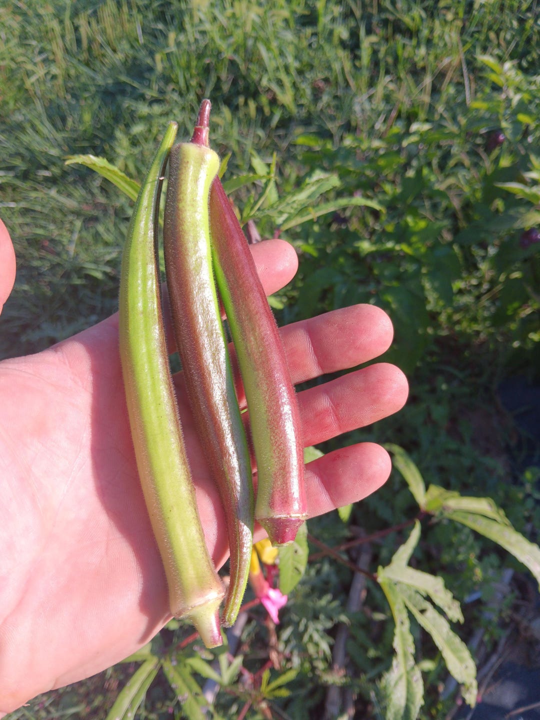 Puerto Rico Everblush Okra (30 Seeds) - Etsy