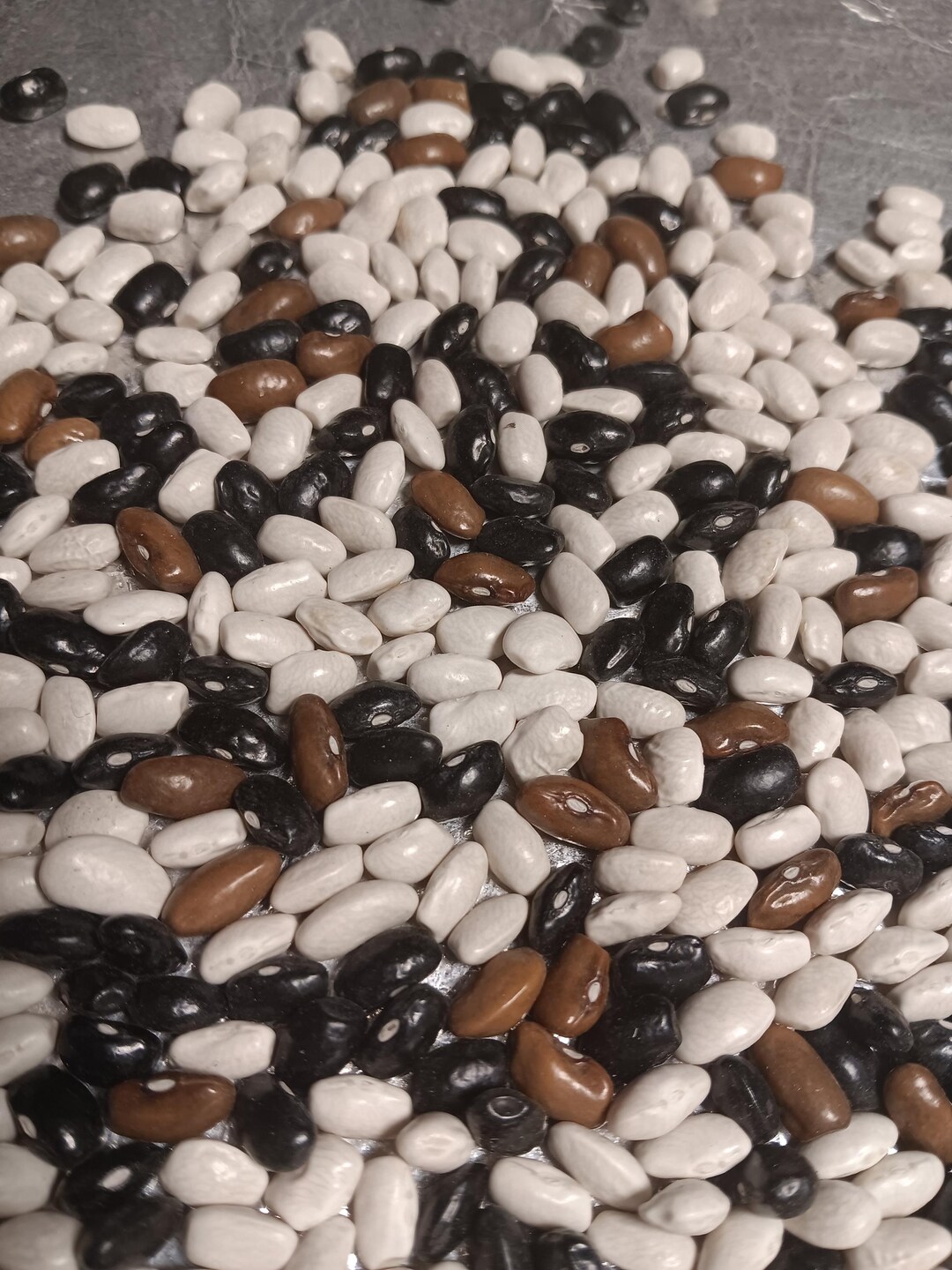 Bertie Best Greasy Heirloom Bean (30 Seeds) - Etsy