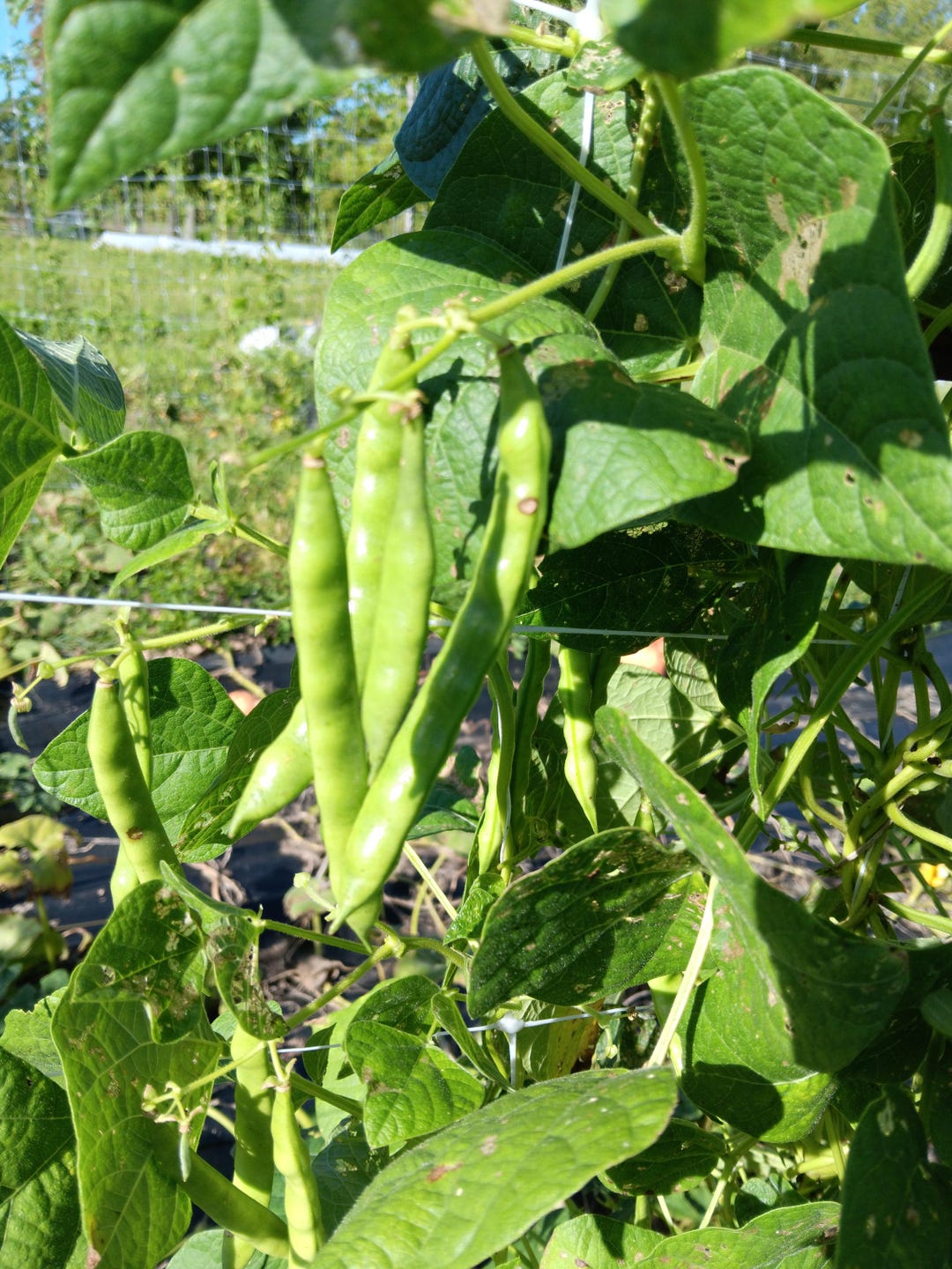 Grady Bailly Greasy Cut-short Bean (30 Seeds) - Etsy