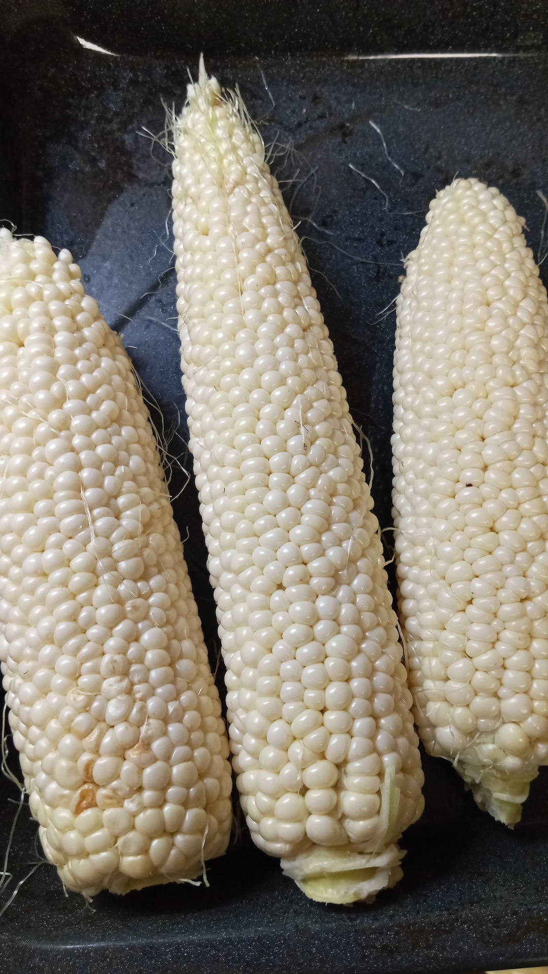 Country Gentleman (shoepeg) Heirloom Sweet Corn Seeds - Etsy