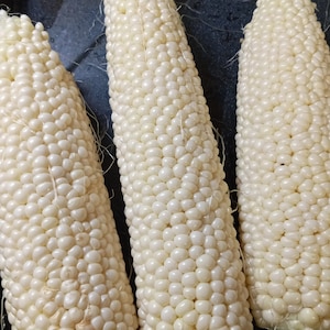 Country Gentleman (shoepeg) Heirloom Sweet Corn Seeds - Etsy