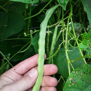 Genuine Cornfield Heirloom Pole Bean Seeds - Etsy