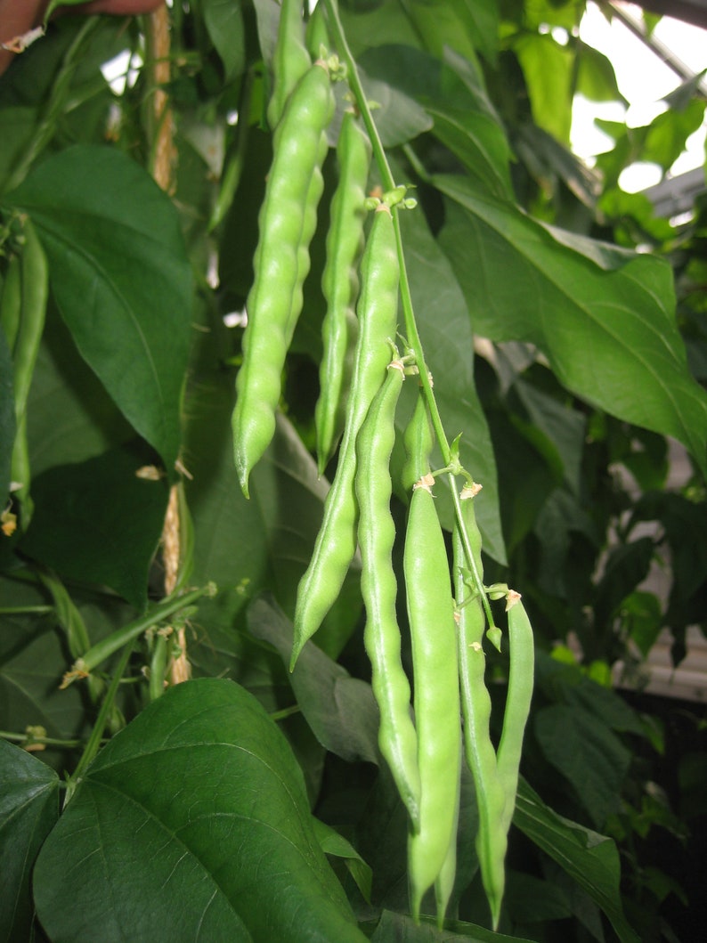 Small Speckled Greasy Cut-short Bean - Etsy