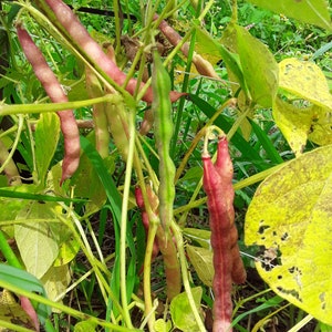 Pink Half-runner Bean (30 Seeds) - Etsy