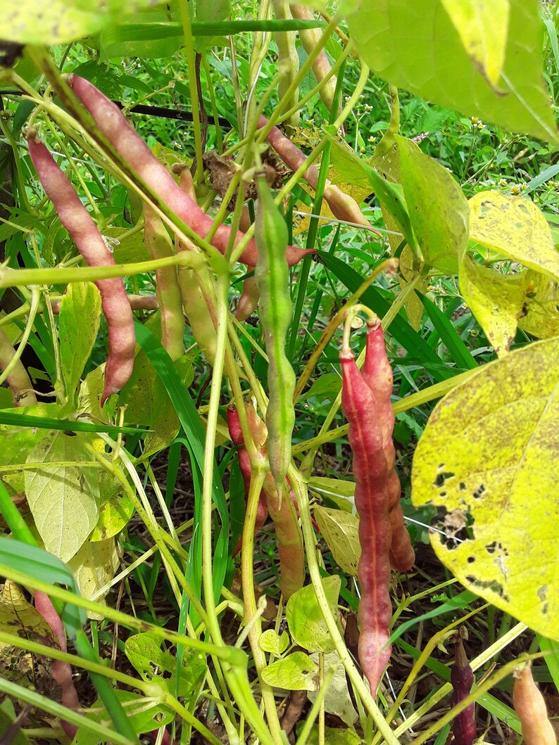 Pink Half-runner Bean 30 Seeds - Etsy