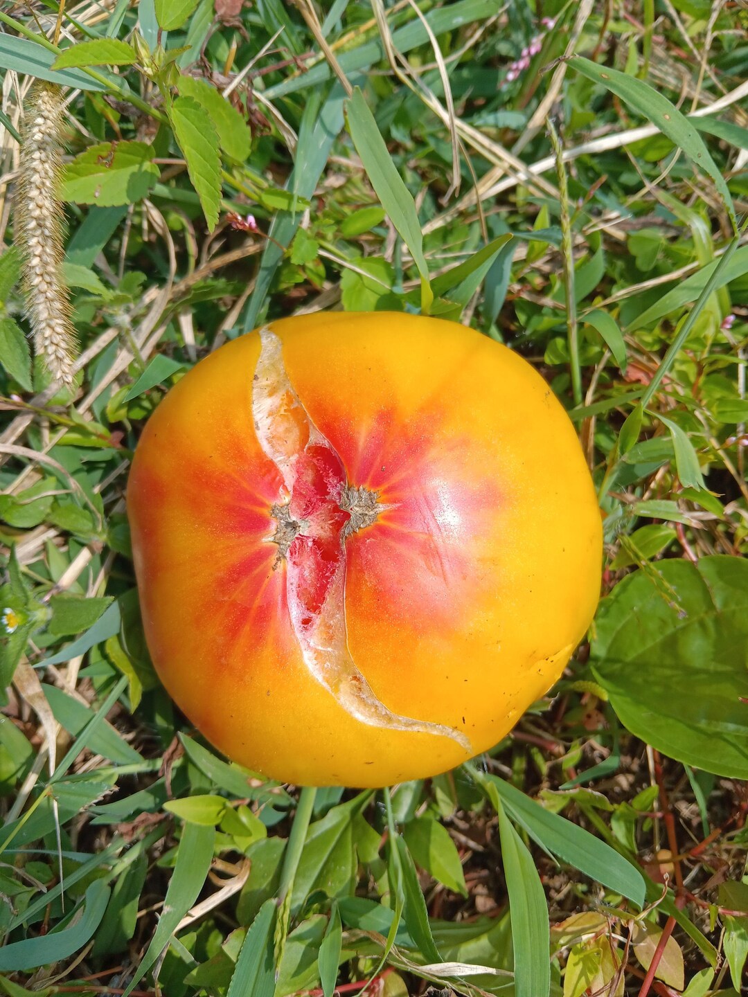 Willard Wynn Heirloom Yellow German Bicolor Tomato (30 Seeds) - Etsy