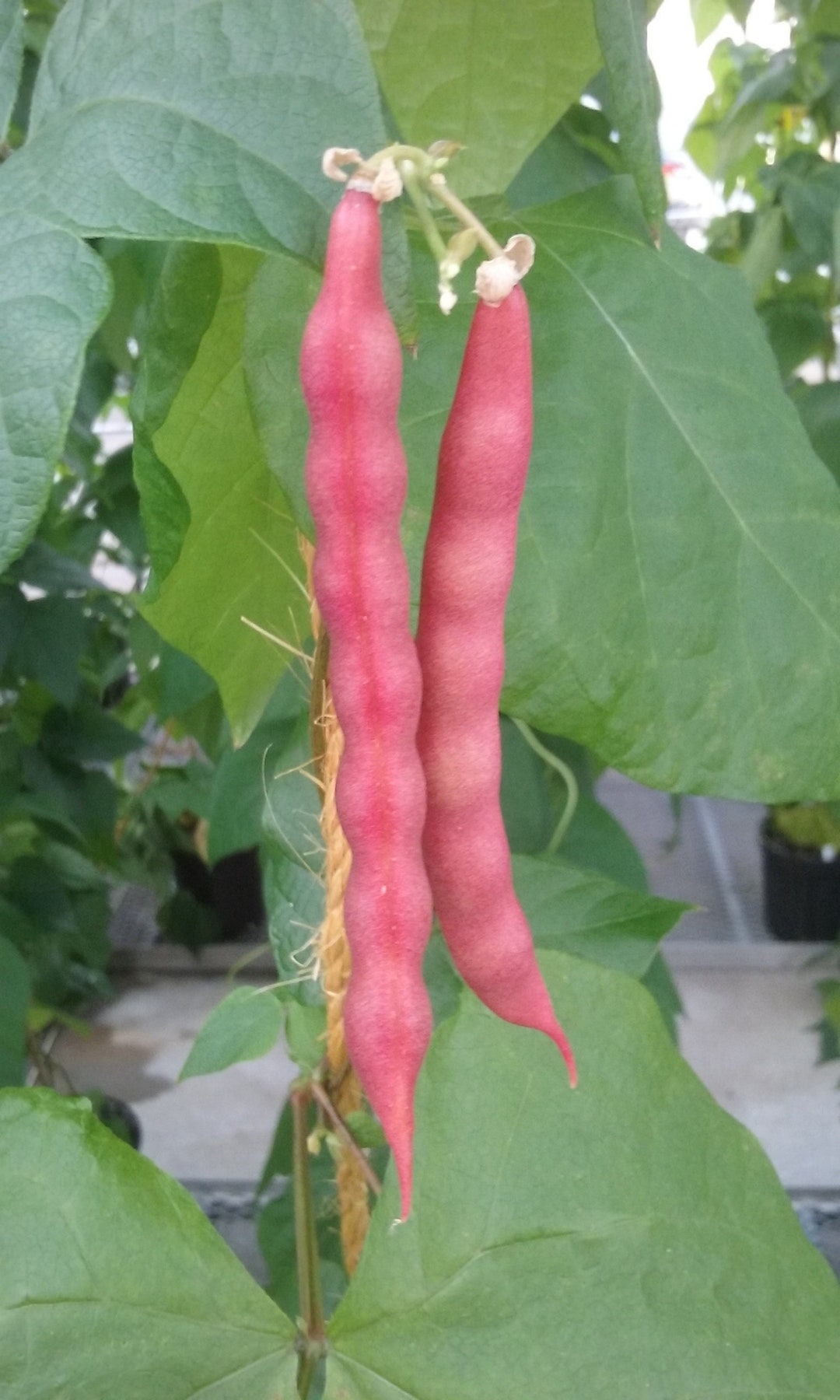 Pink Half-runner Bean 30 Seeds - Etsy