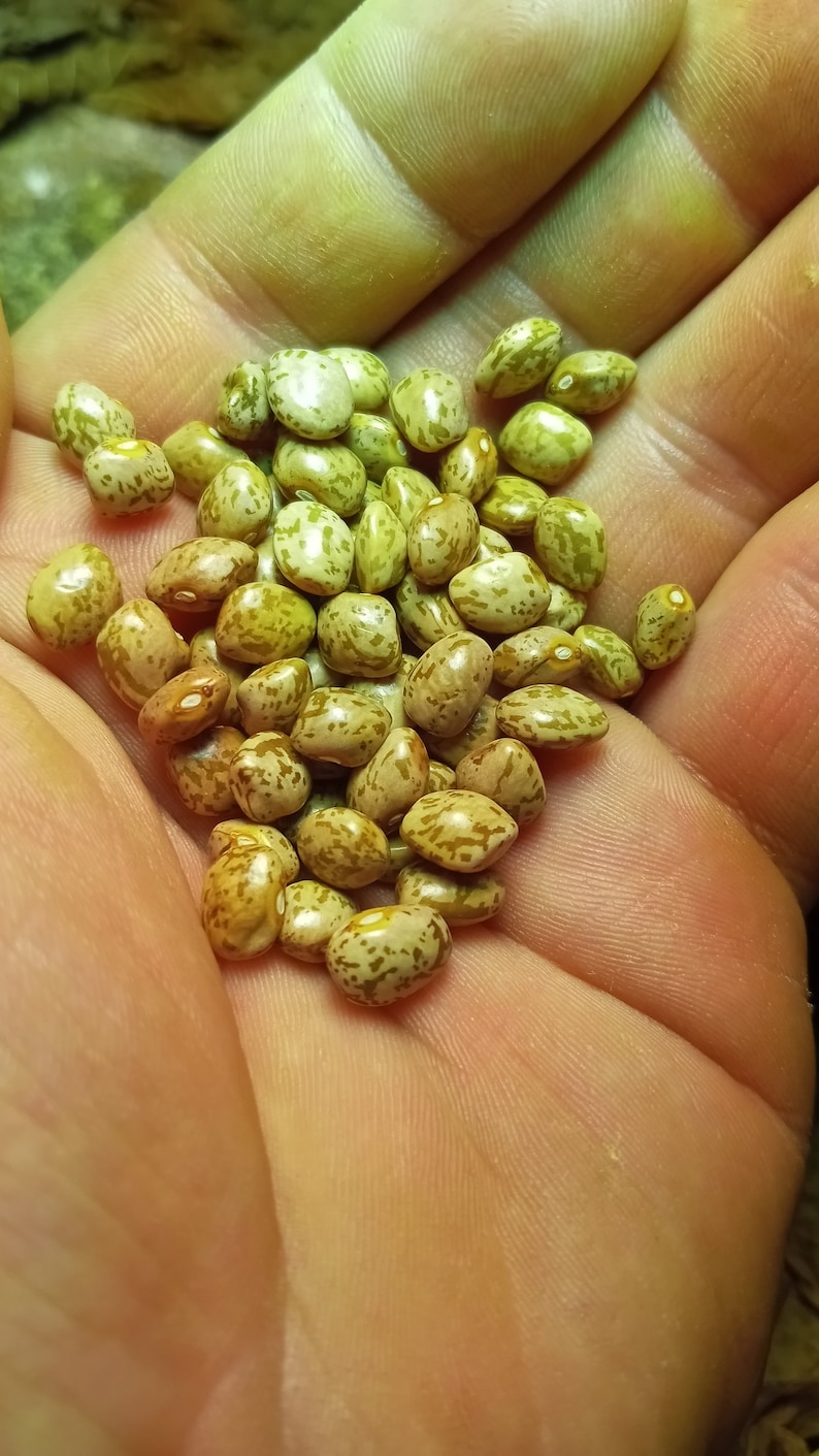 Small Speckled Greasy Cut-short Bean - Etsy
