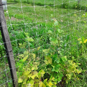 Pink Half-runner Bean (30 Seeds) - Etsy