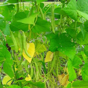 Fat Man Pole Bean (30 Seeds) - Etsy