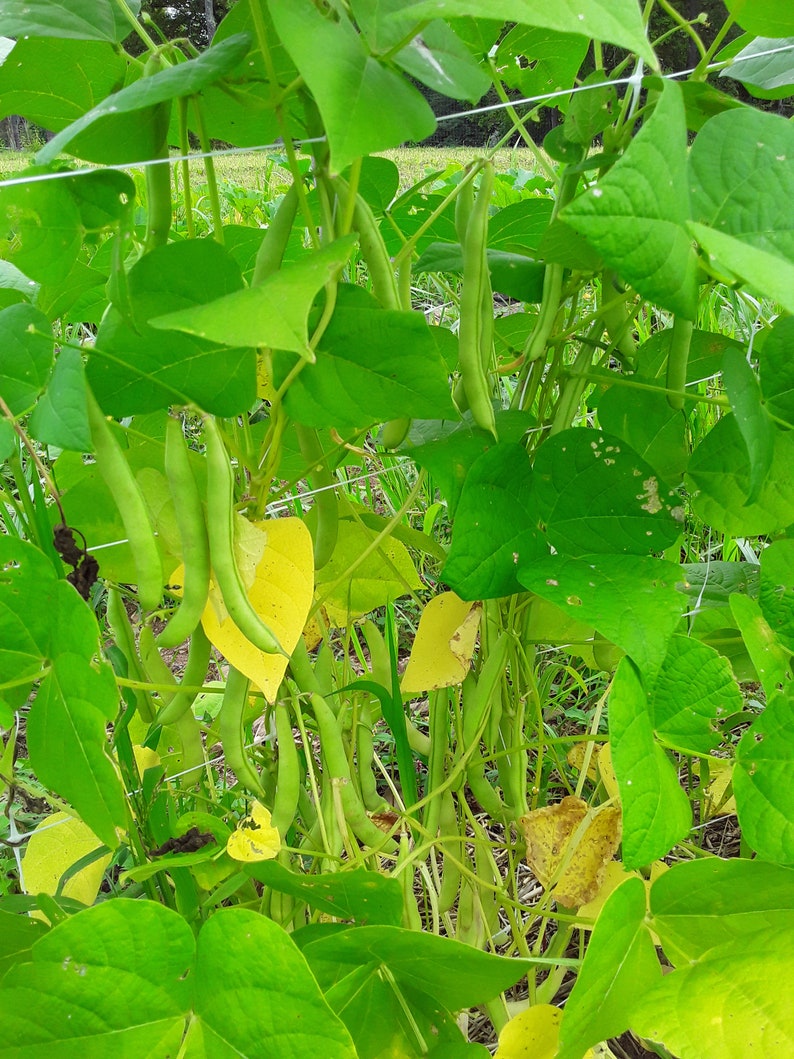 Fat Man Pole Bean (30 Seeds) - Etsy