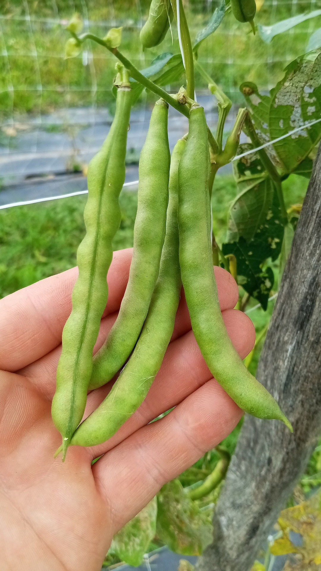 Brown Half-runner Heirloom Bean Seeds (30 Seeds) - Etsy